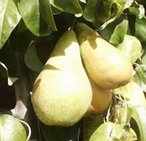 Productinformatie Peren