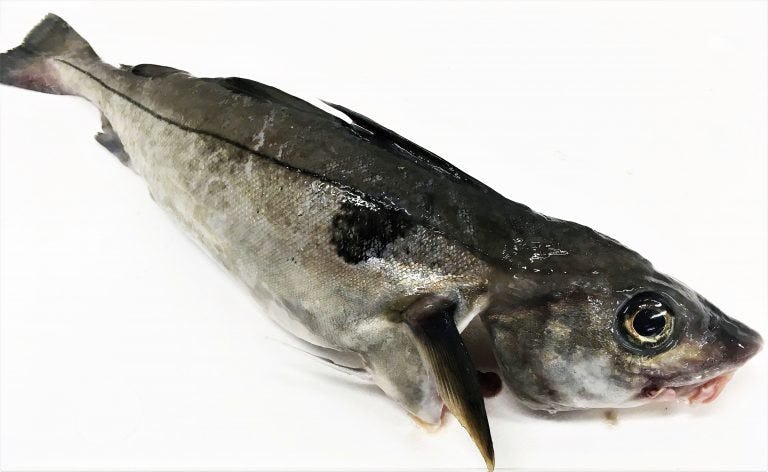 Recept Vis & Seizoen: soep van gerookte schelvis